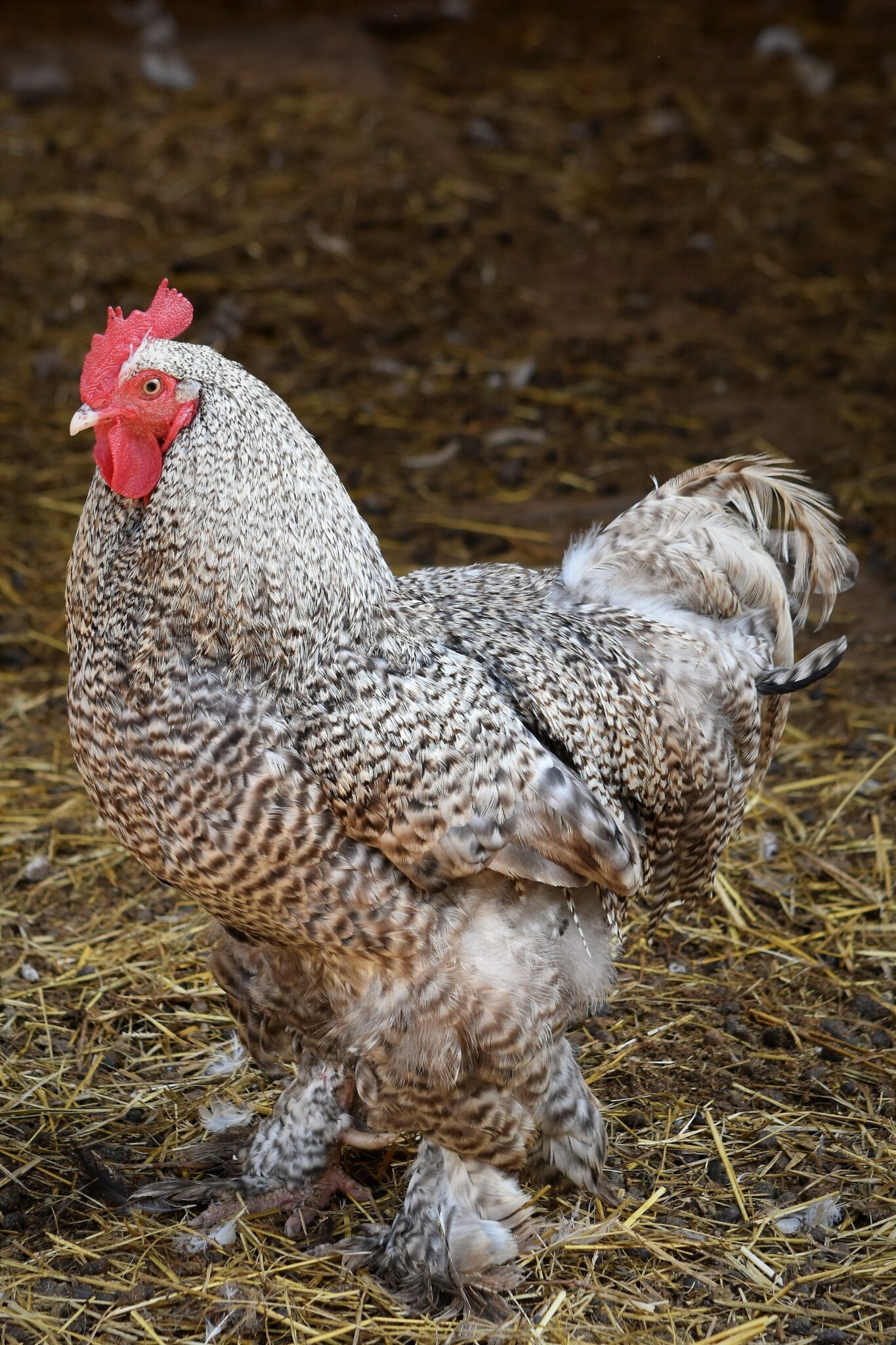 The Best Types of Roosters for Your Flock - Backyard Poultry